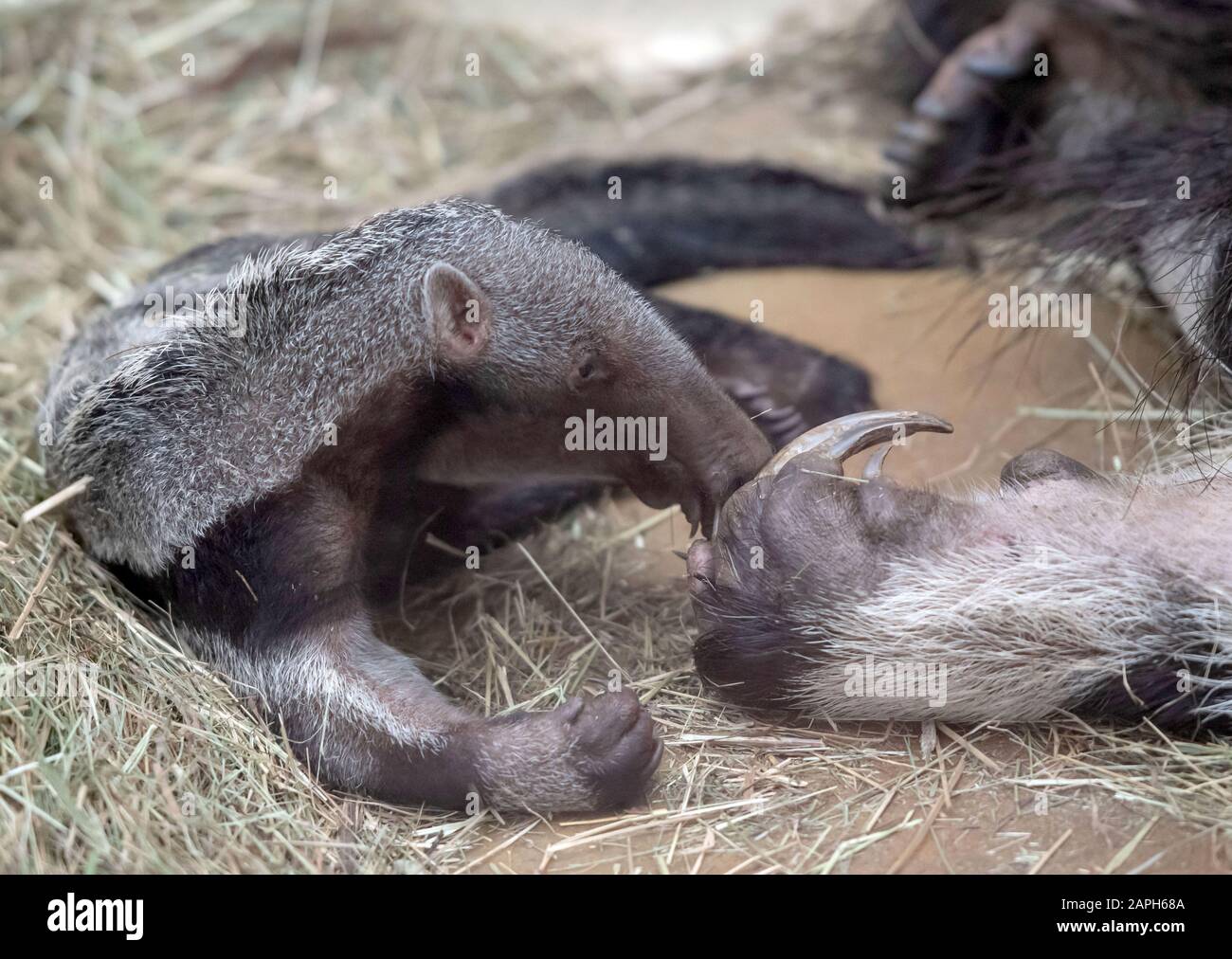 Baby Anteater Pet