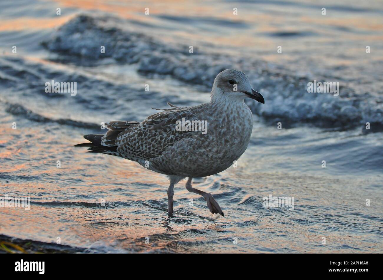 A seagull walking on the sand beach Stock Photo - Alamy