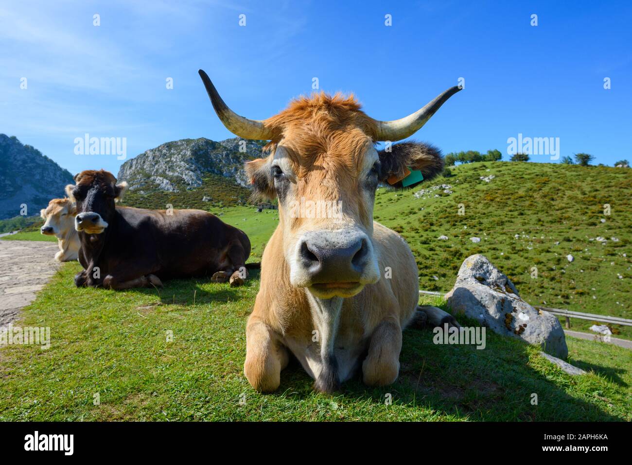 Asturia cheese hi-res stock photography and images - Alamy