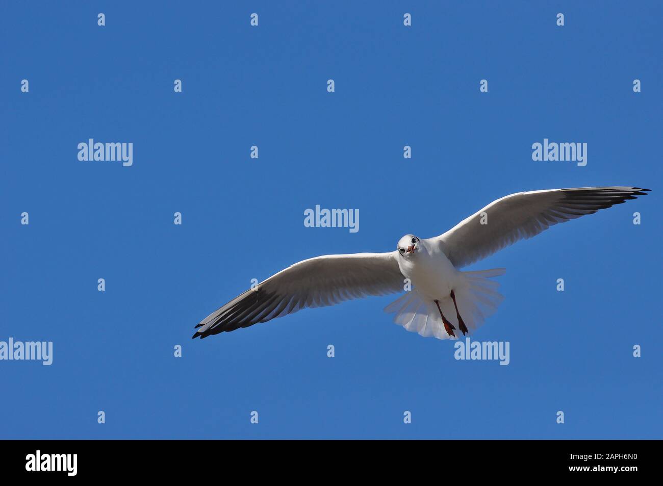A seagull flying high in the blue sky Stock Photo - Alamy