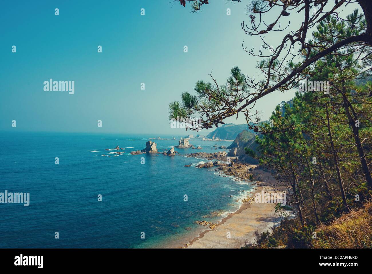 Beach with pine hi-res stock photography and images - Alamy