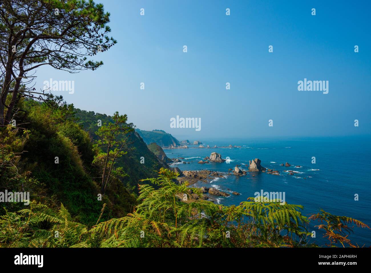 Pine tree coast atlantic ocean hi-res stock photography and images - Alamy