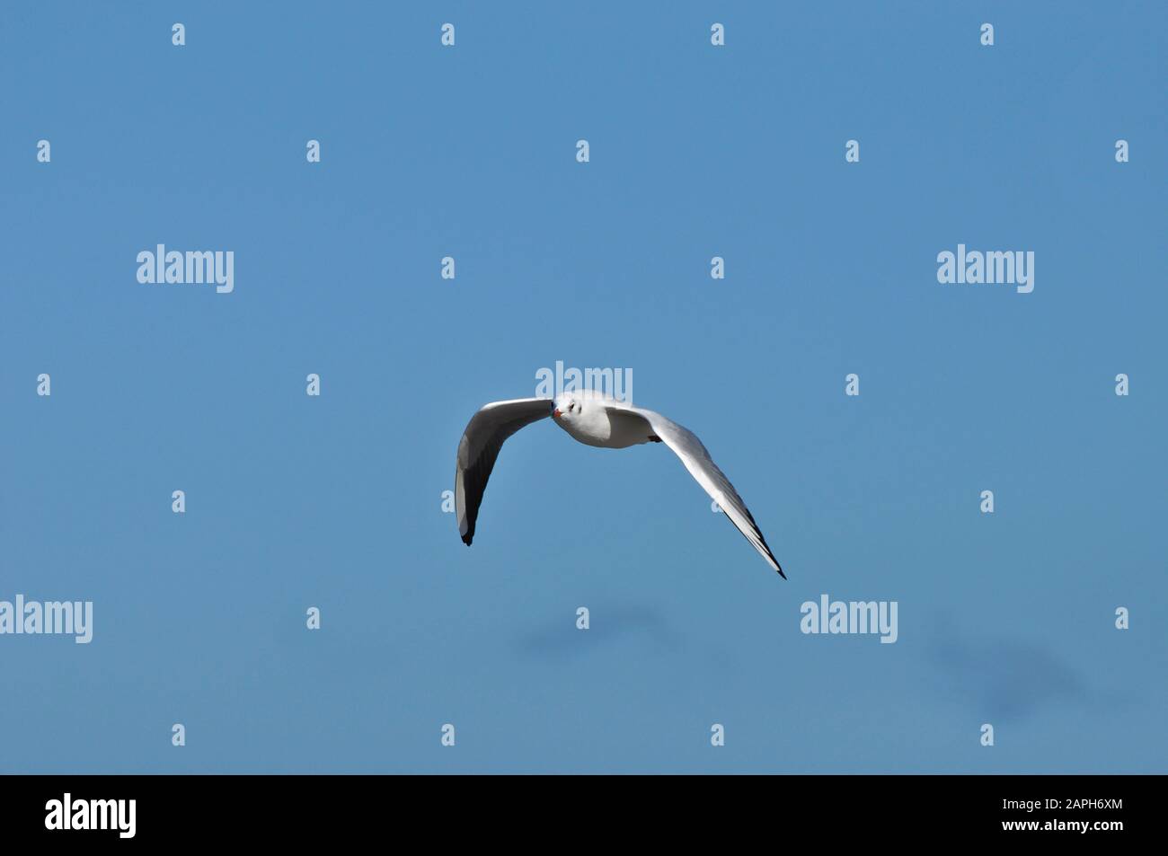 A seagull flying high in the blue sky Stock Photo - Alamy