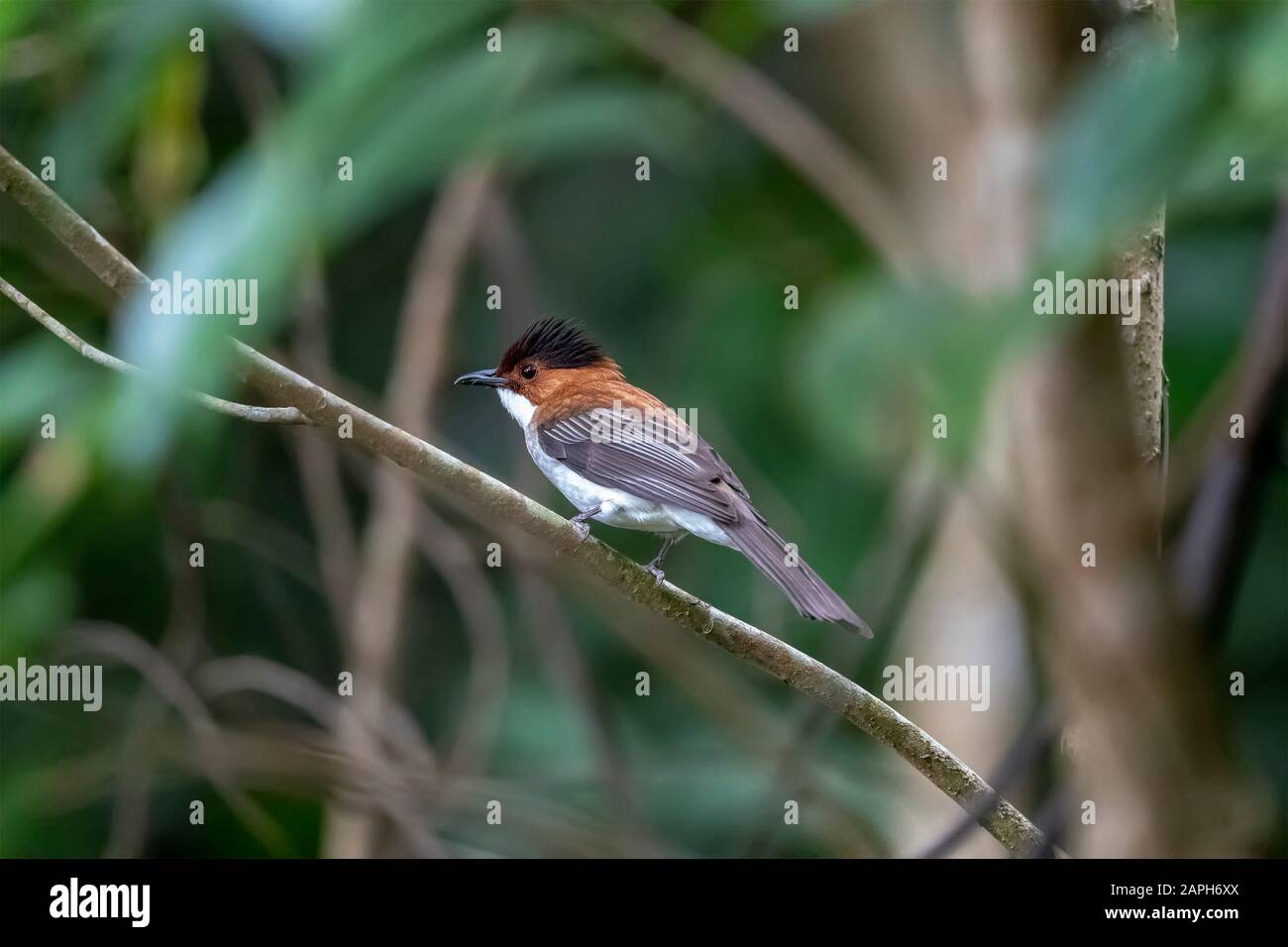 Chestnut Bulbul (Formal Name: Hemixos Castanonotus) in Tai Po Kau ...