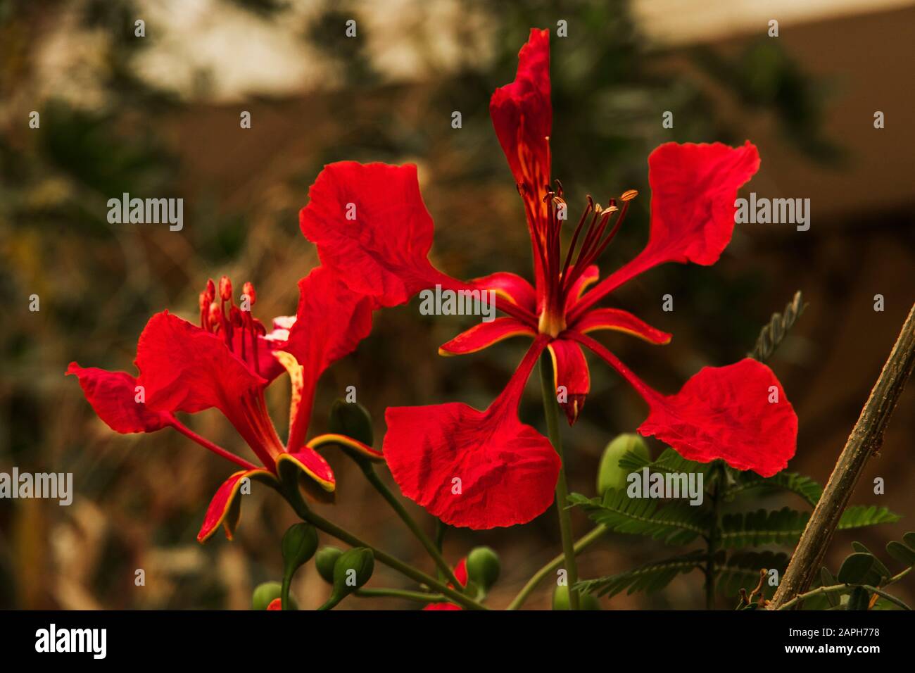 Bright red flowers and openwork foliage of a fiery tree Delonix Regia ...