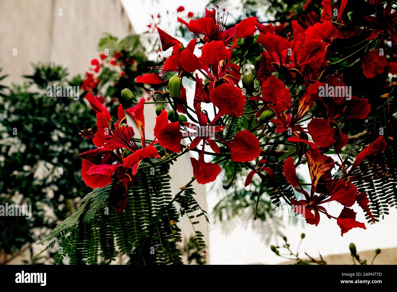 Bright red flowers and openwork foliage of a fiery tree Delonix Regia ...