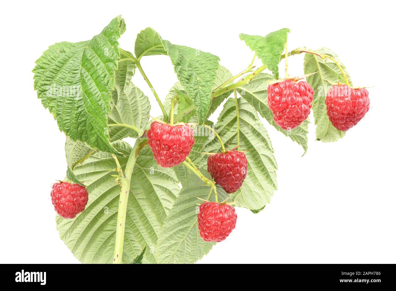 Ripe raspberry isolated white background. High resolution photo. Full ...