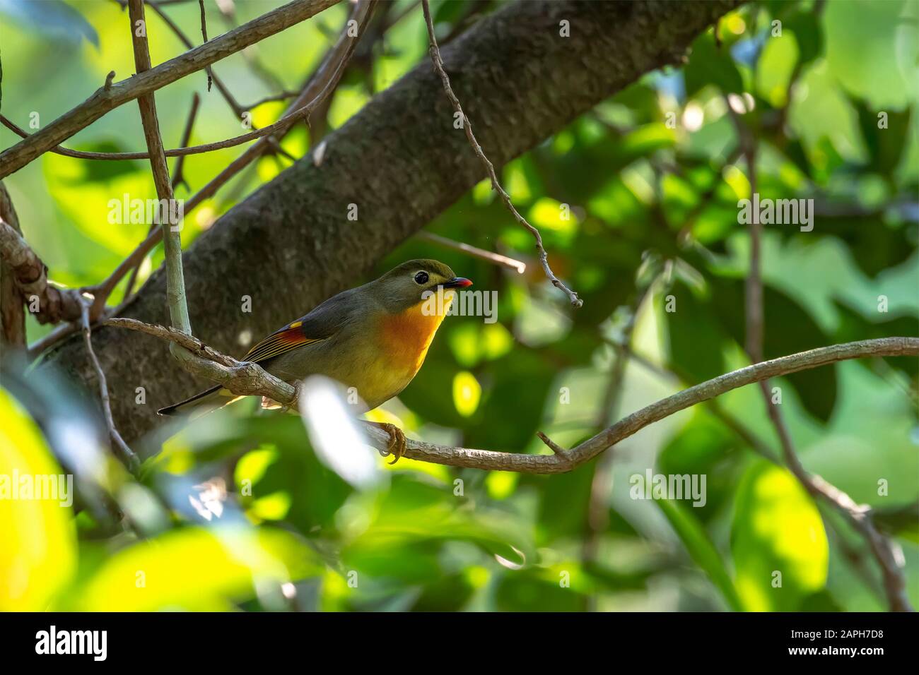 Red-billed Leiothrix (Formal Name: Leiothrix lutea) in Tai Po Kau ...