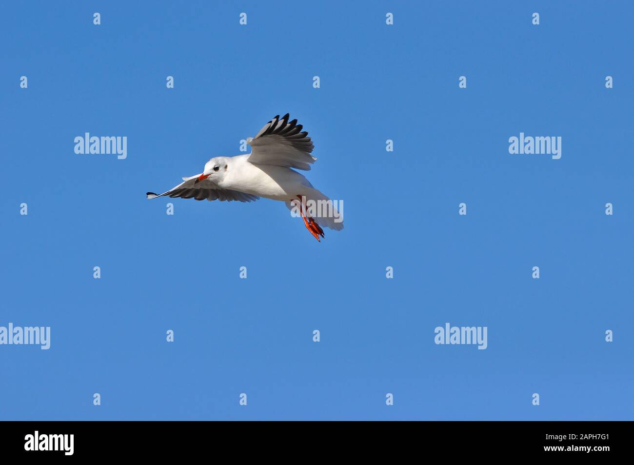A seagull flying high in the blue sky Stock Photo - Alamy