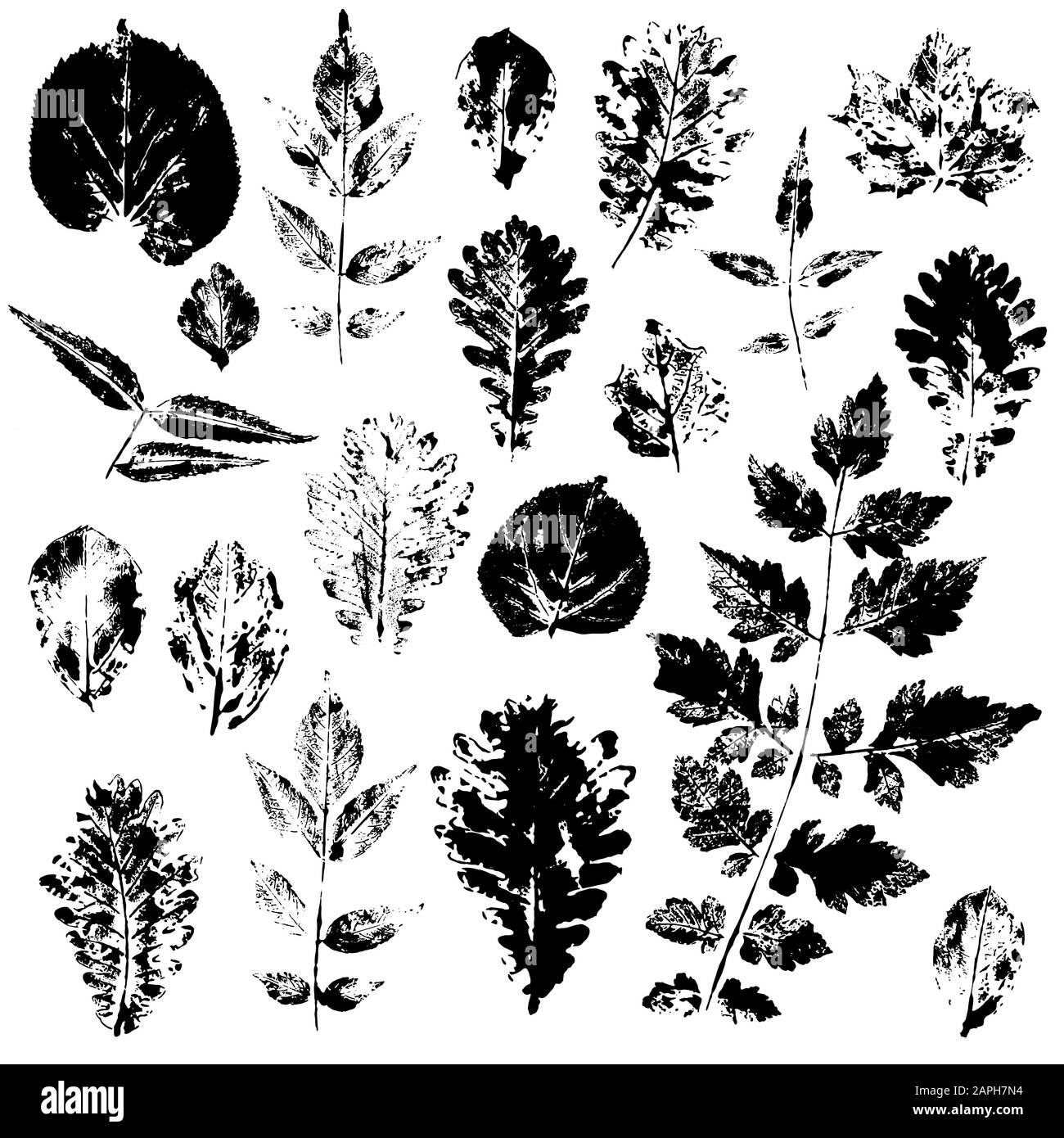 Leaves imprints set isolated on white background vector Stock Vector ...