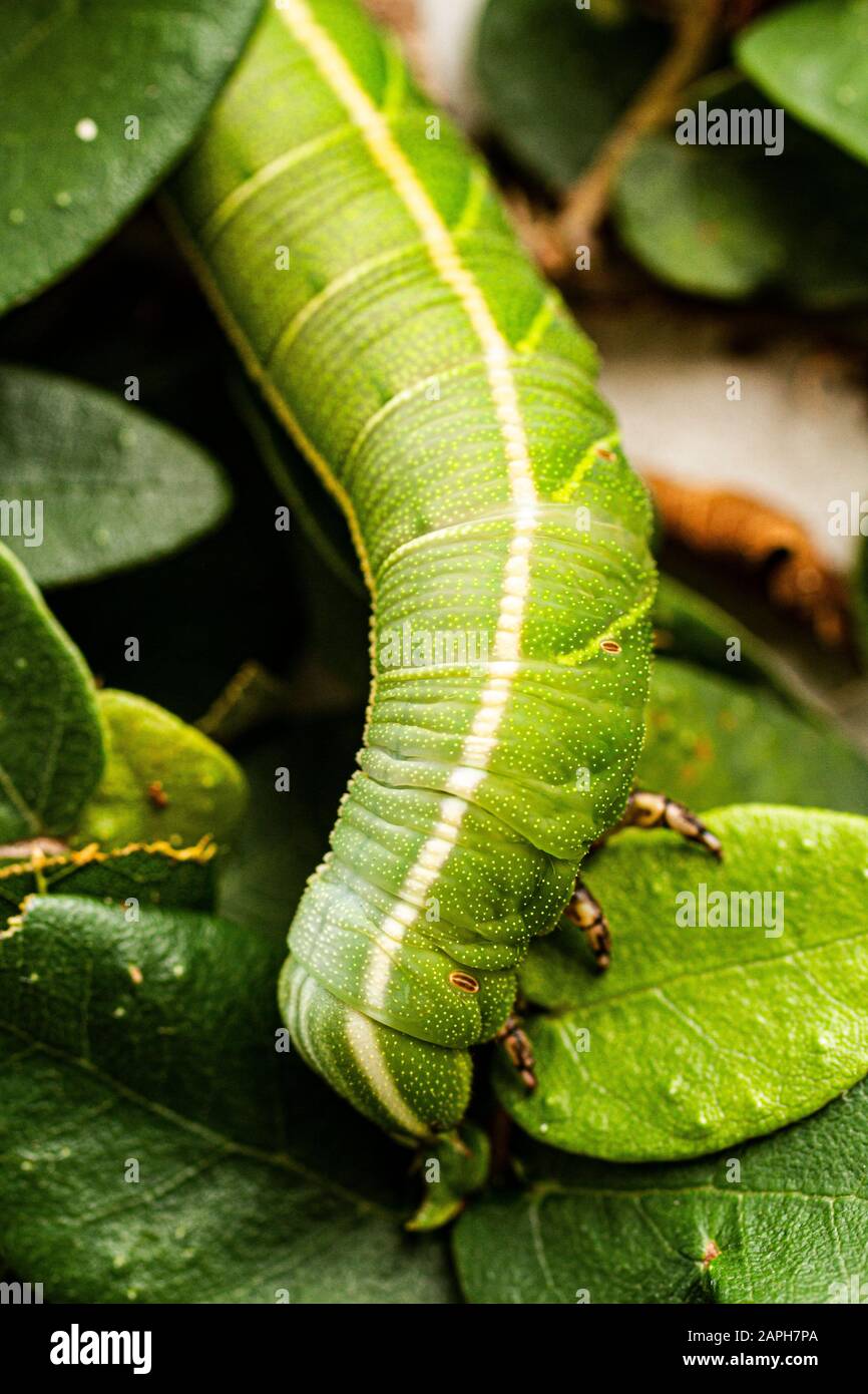 Eating Insects High Resolution Stock Photography and Images - Alamy