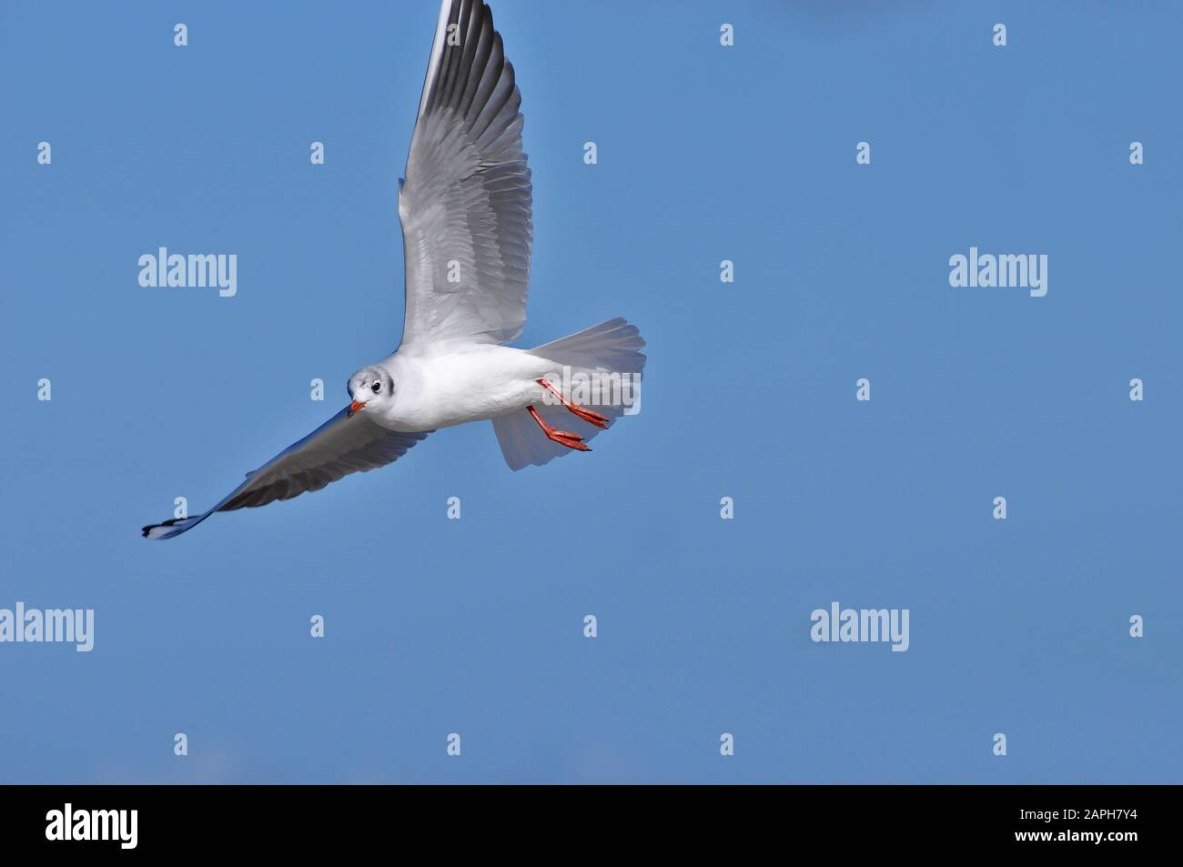 A seagull flying high in the blue sky Stock Photo - Alamy