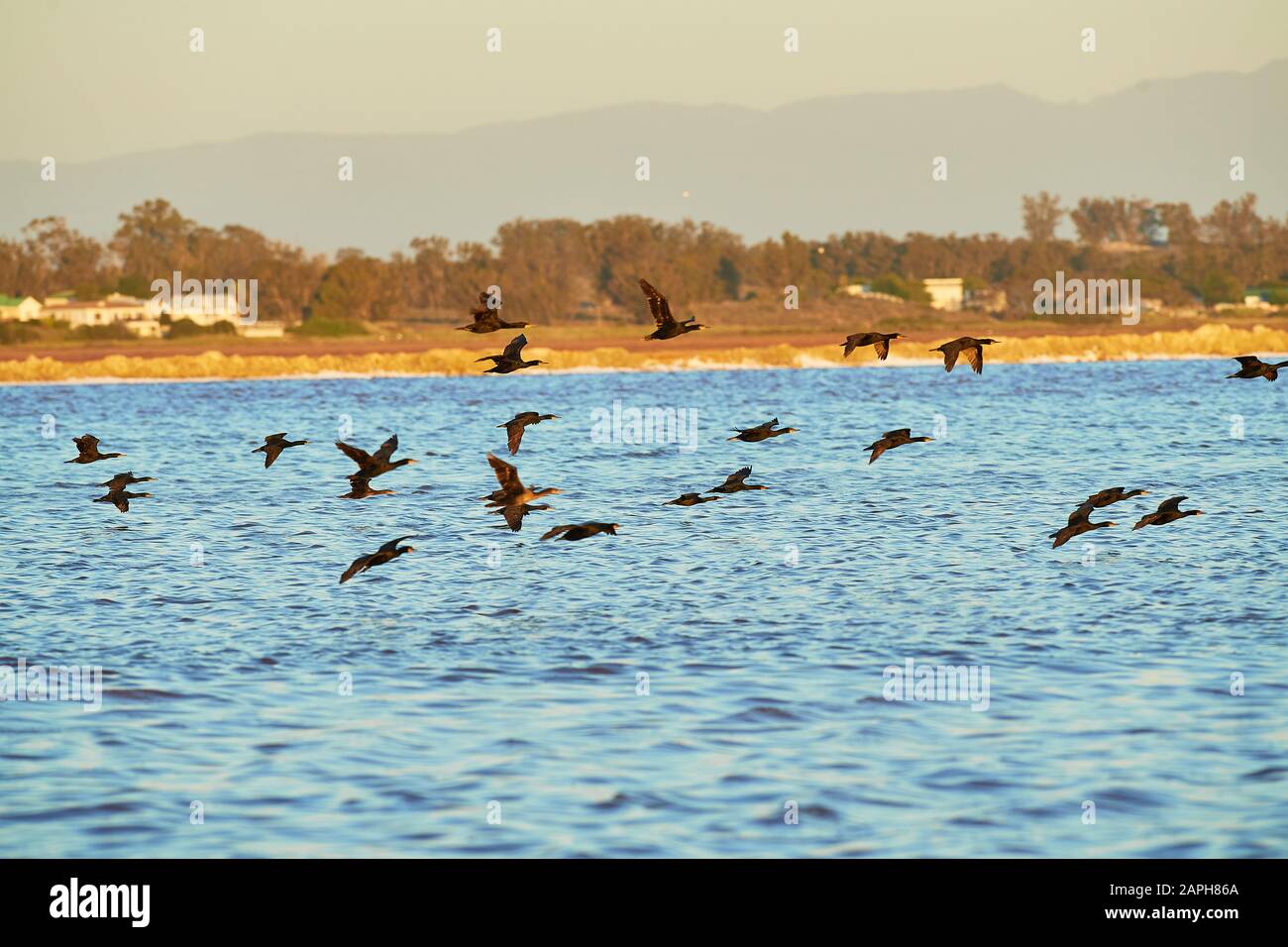 Cormorants, Velddrif, West Coast Stock Photo - Alamy