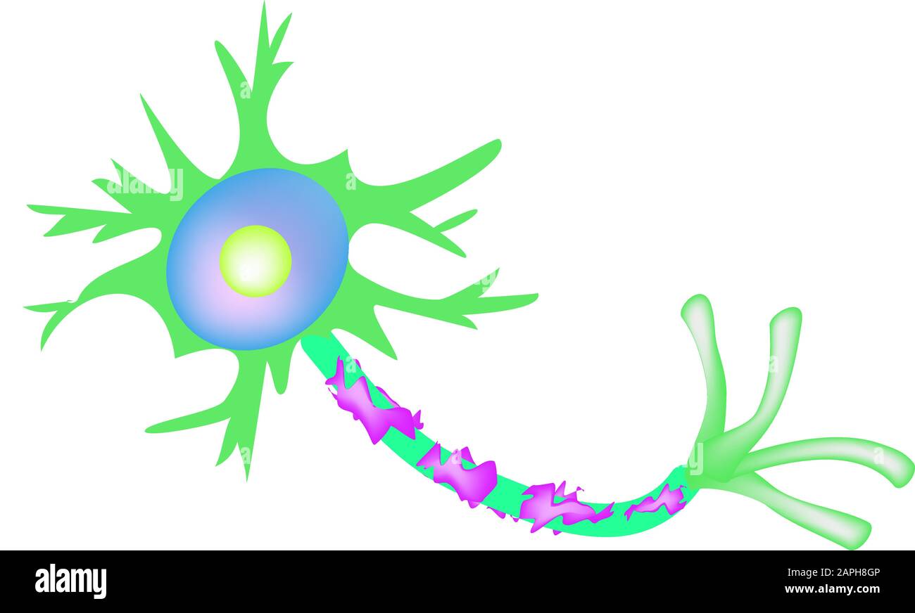 Myelin High Resolution Stock Photography and Images - Alamy