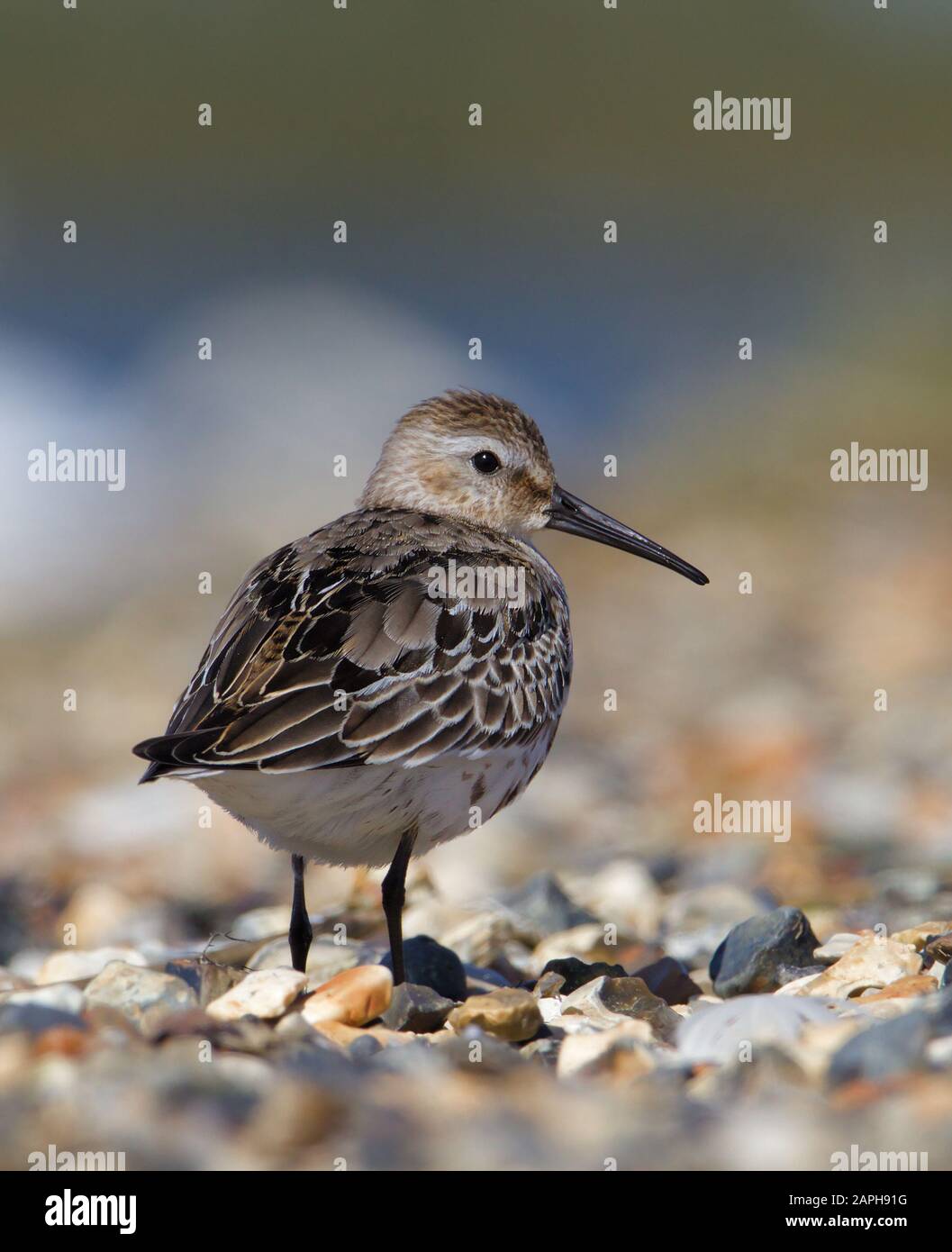 Sea mouse hi-res stock photography and images - Alamy