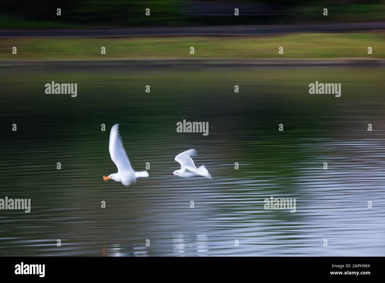 Birds flying around in Gunnersbury Park, West London Stock Photo - Alamy