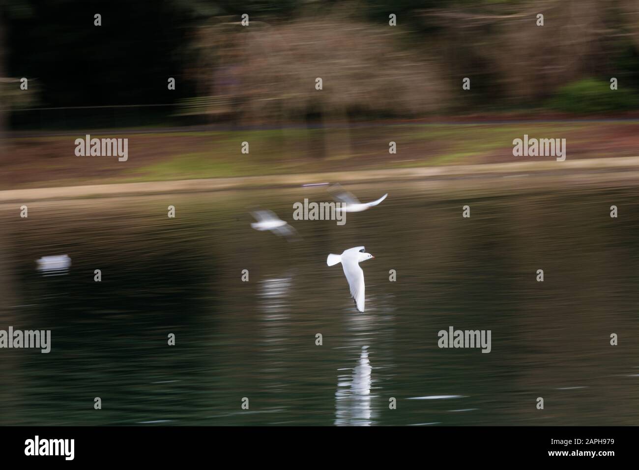 Birds flying around in Gunnersbury Park, West London Stock Photo - Alamy
