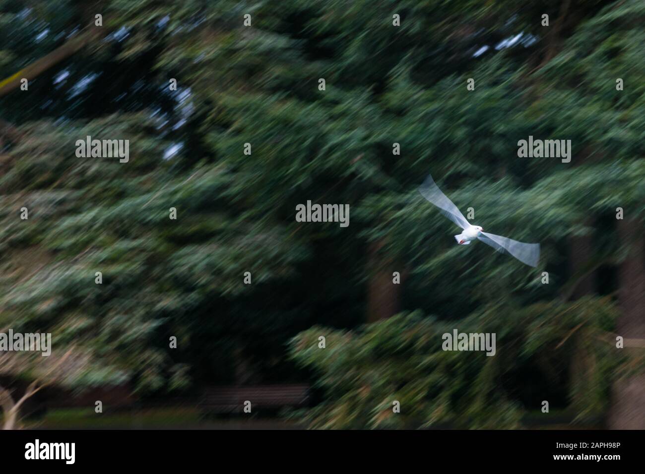 Birds flying around in Gunnersbury Park, West London Stock Photo - Alamy
