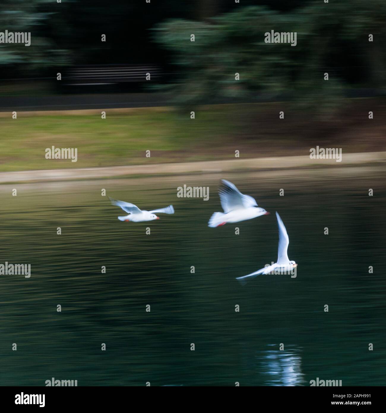 Birds flying around in Gunnersbury Park, West London Stock Photo - Alamy
