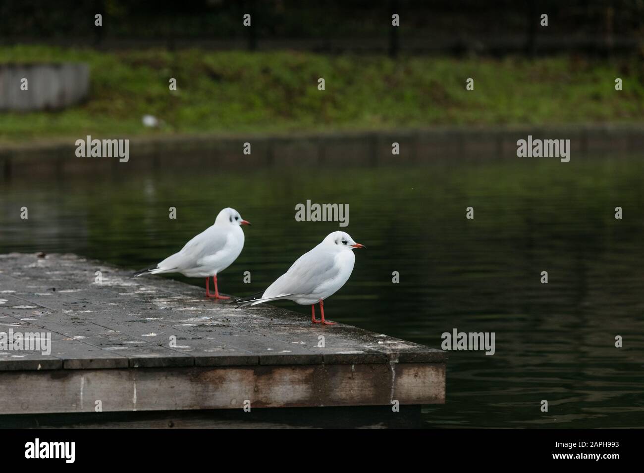 Birds flying around in Gunnersbury Park, West London Stock Photo - Alamy