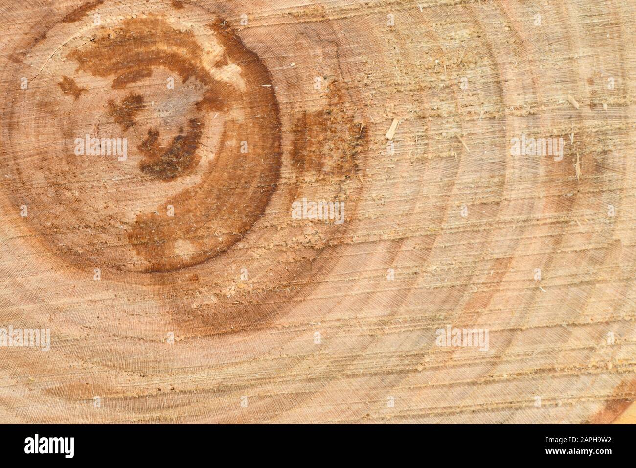 Top view of the surface of the fresh stump with annual rings closeup ...