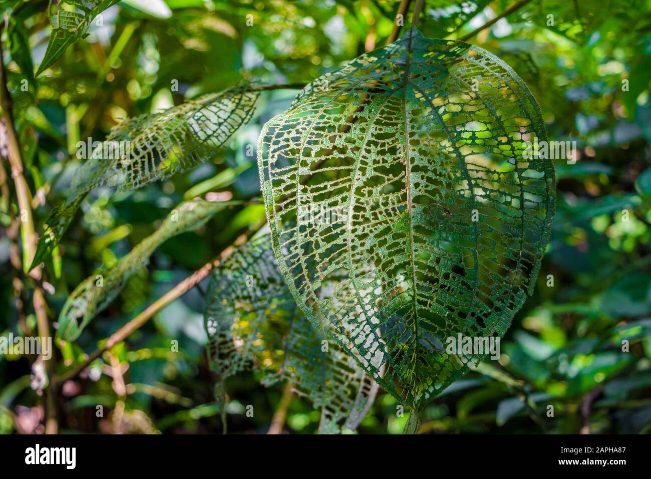 Green Leaf Of Tropical Plant Eaten By Leafcutter Ants In The Forest ...
