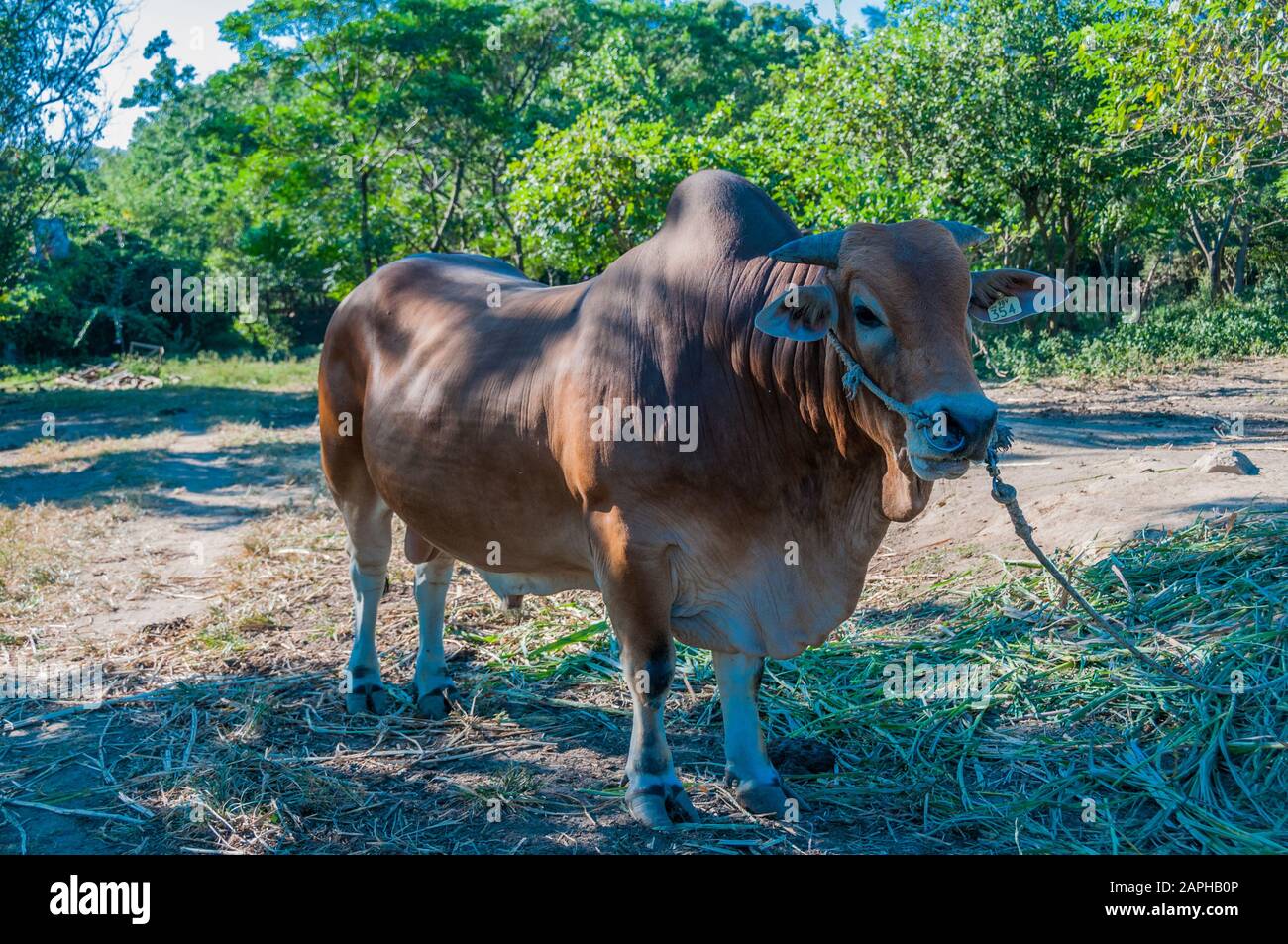 Yellow Cow High Resolution Stock Photography and Images - Alamy