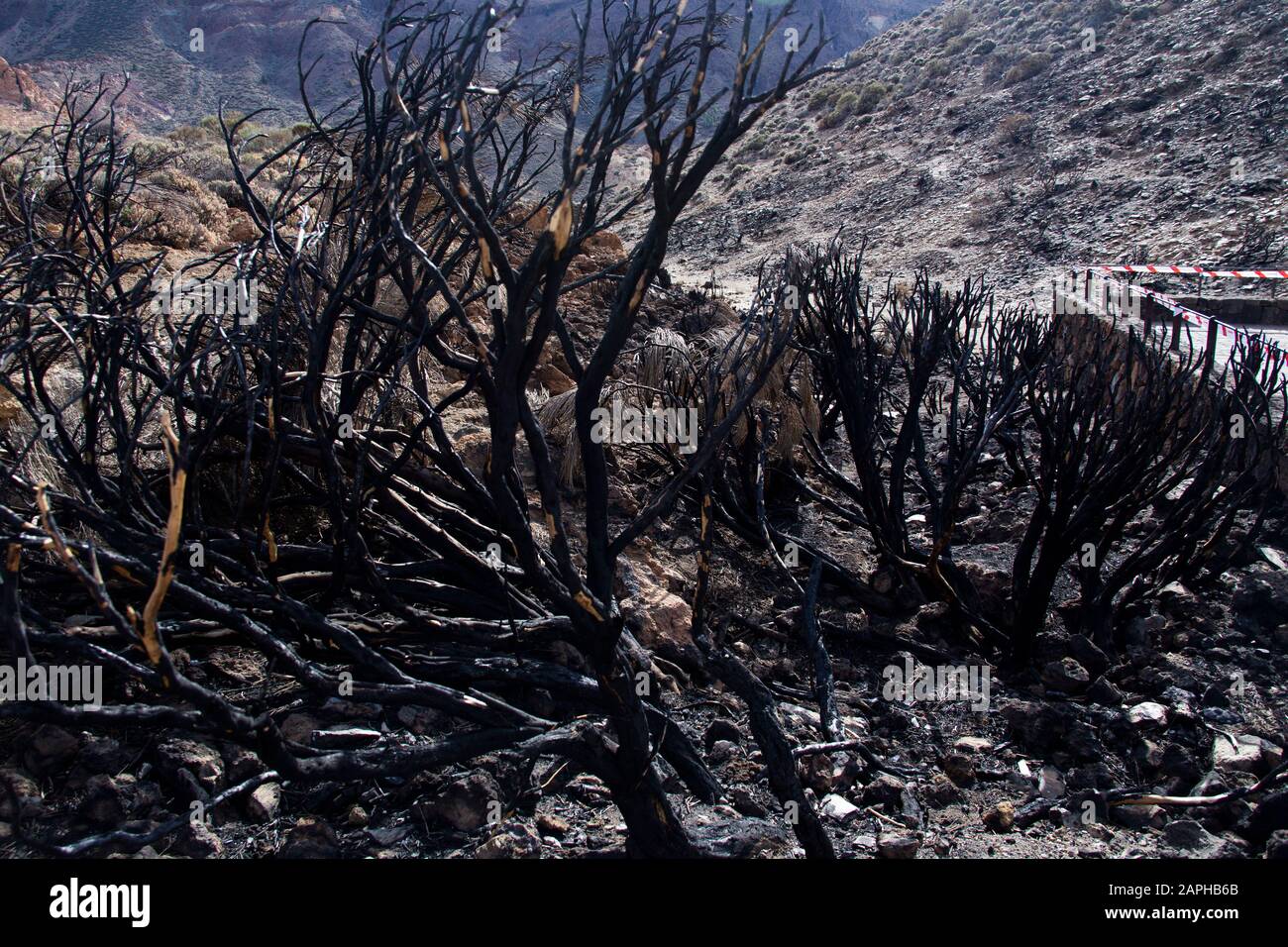 Burnt plants hi-res stock photography and images - Alamy