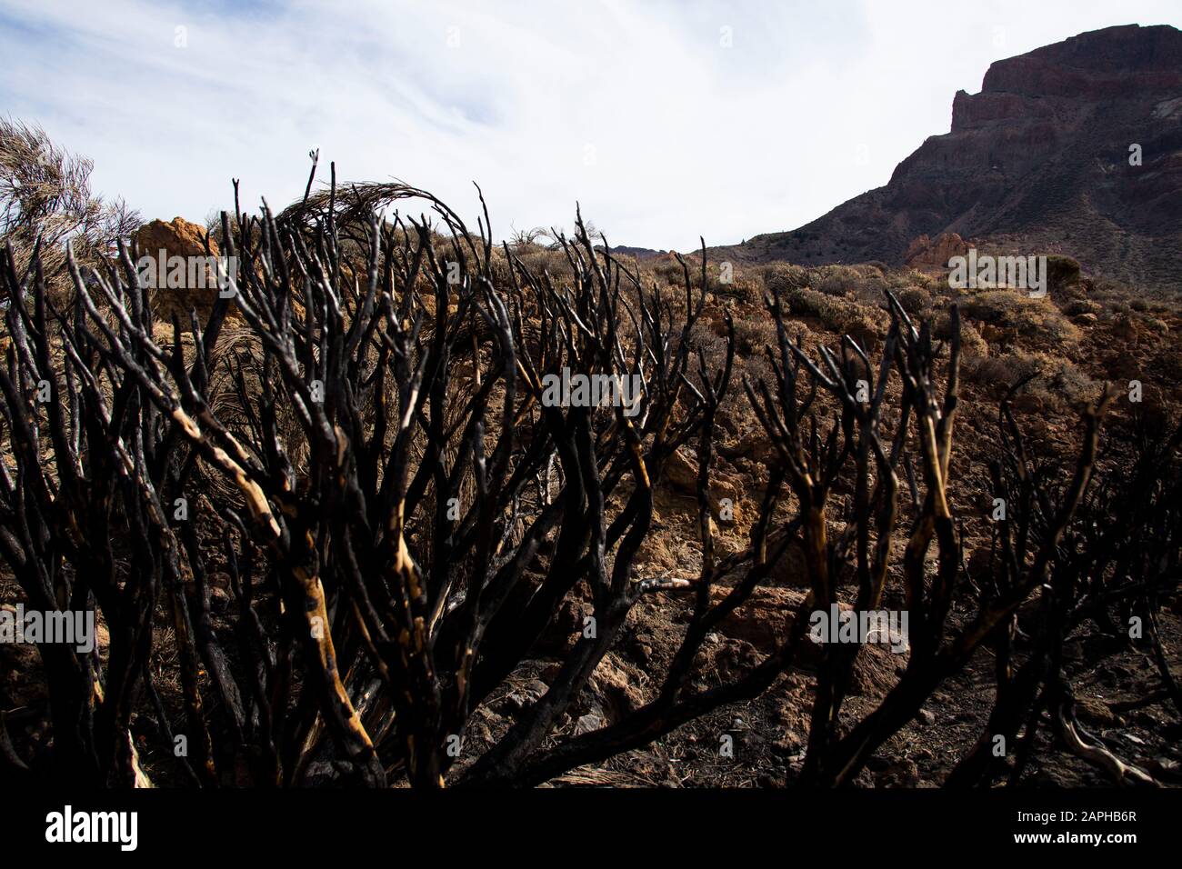 Tenerife - Burnt plants on Mount Teide. Accidental fire started by ...