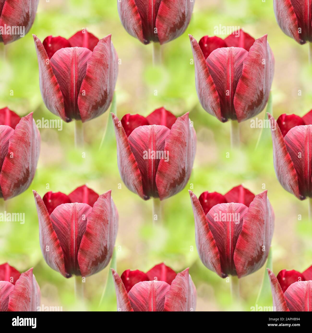 Square background with red tulips and green background Stock Photo - Alamy