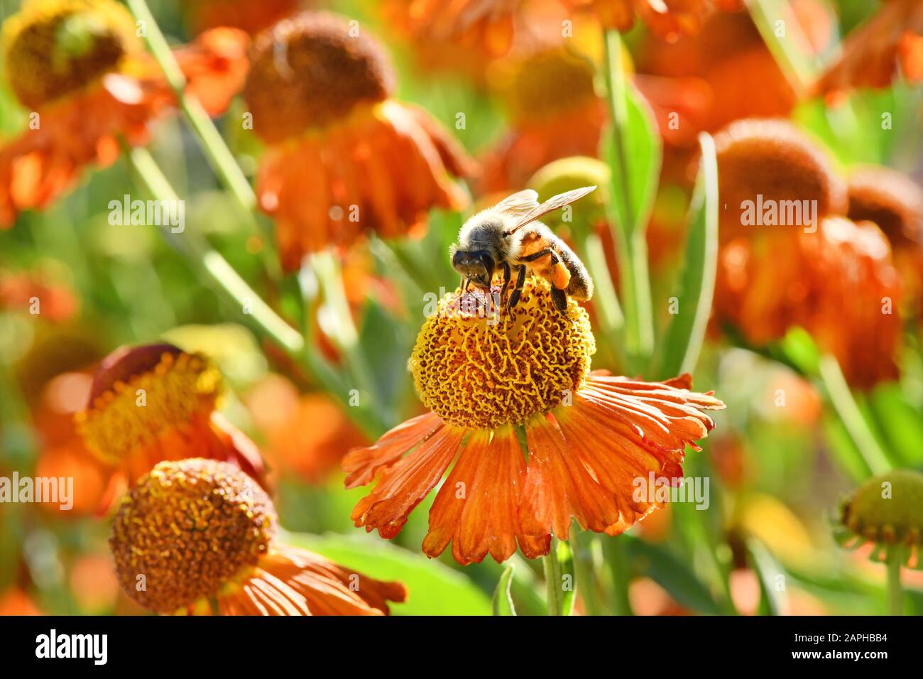 Bee collecting nectar from orange flower. High resolution photo Stock ...