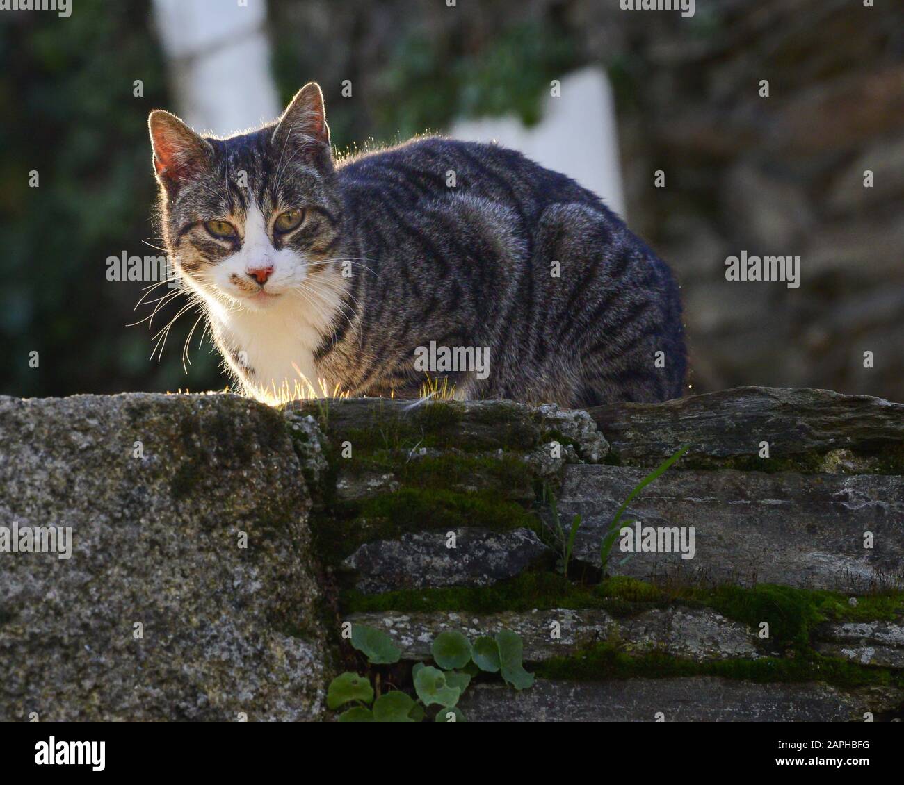 Cat Sitting On Stone Garden Wall High Resolution Stock Photography and ...