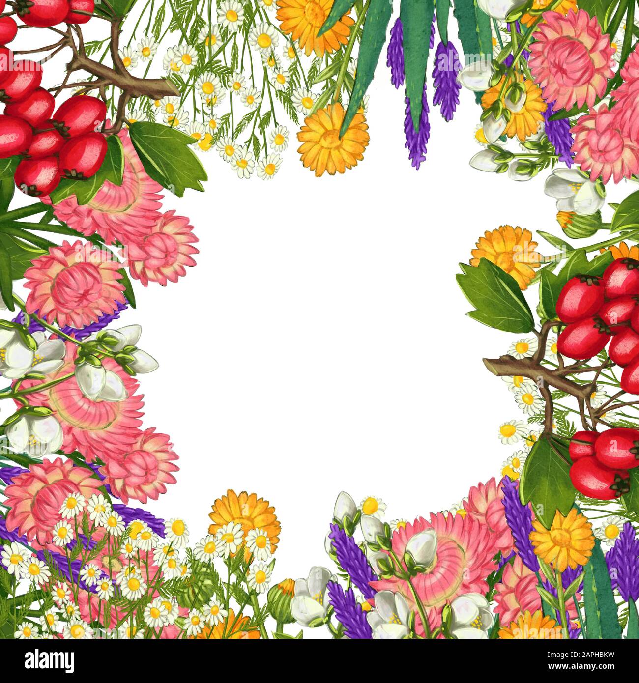 Hand drawn medicinal plant frame. Healing herbs border. isolated on ...