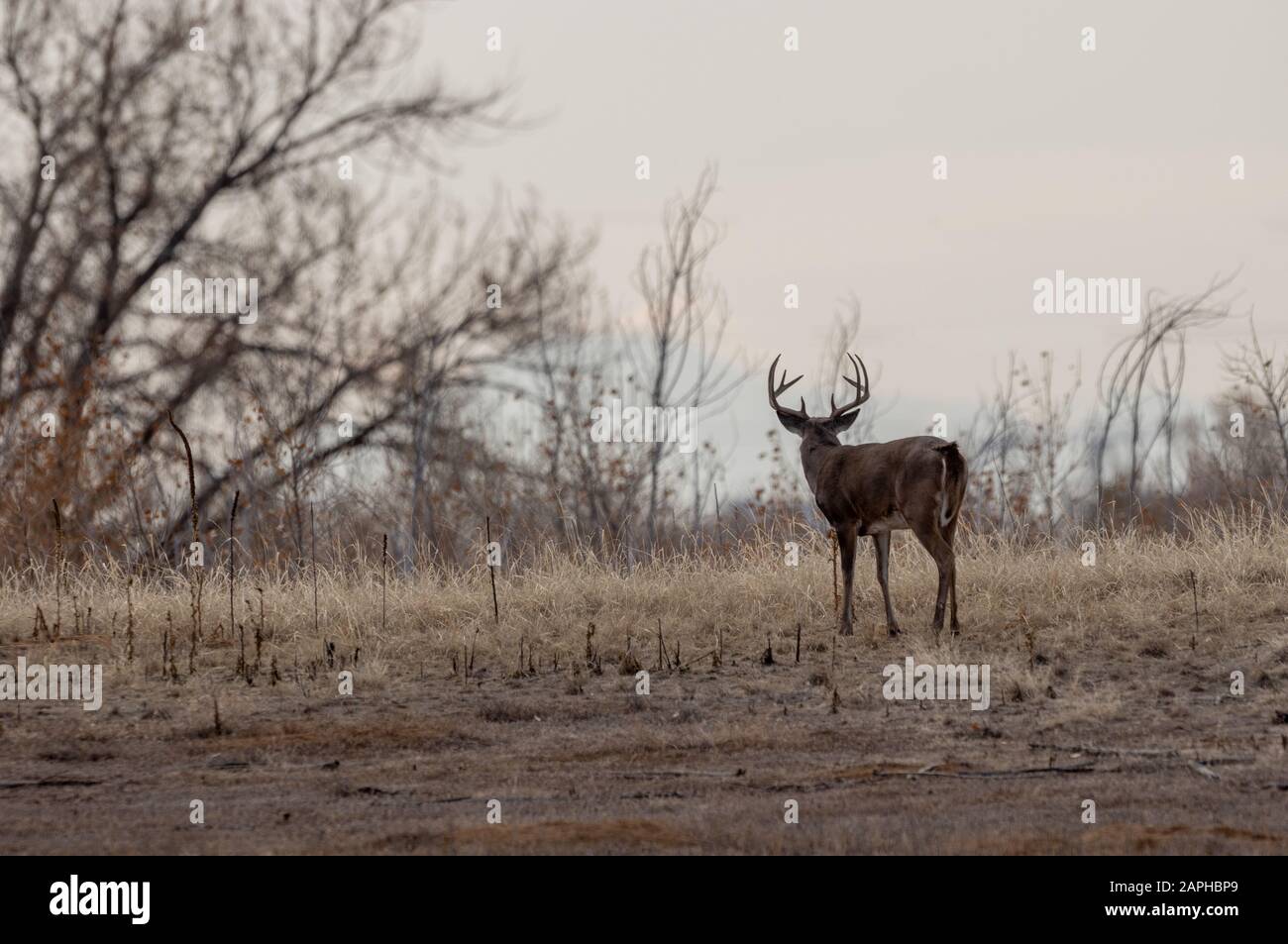 Whitetail deer Buck During the Fall Rut in Colorado Stock Photo - Alamy