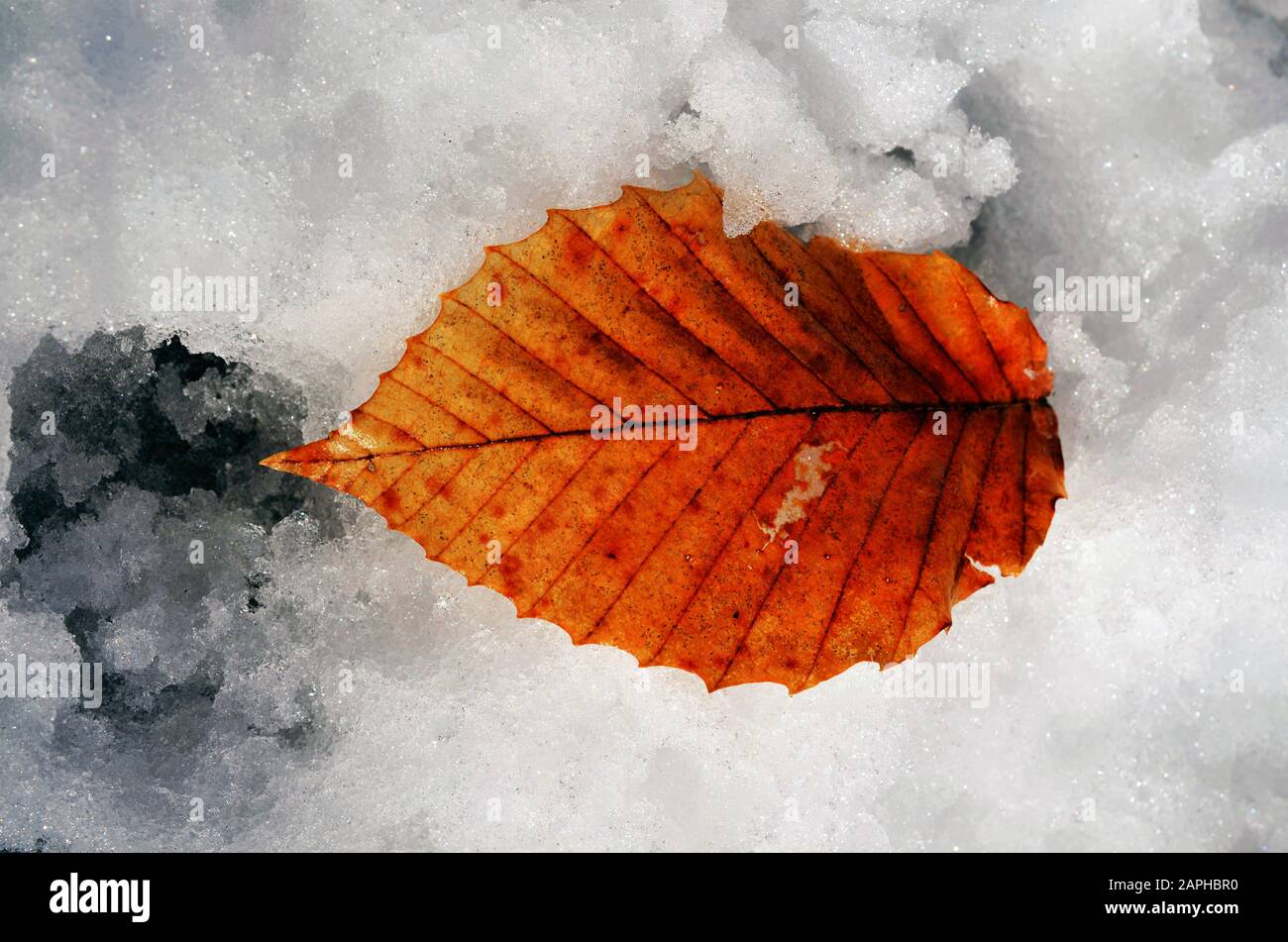 Snowy floor texture hi-res stock photography and images - Alamy