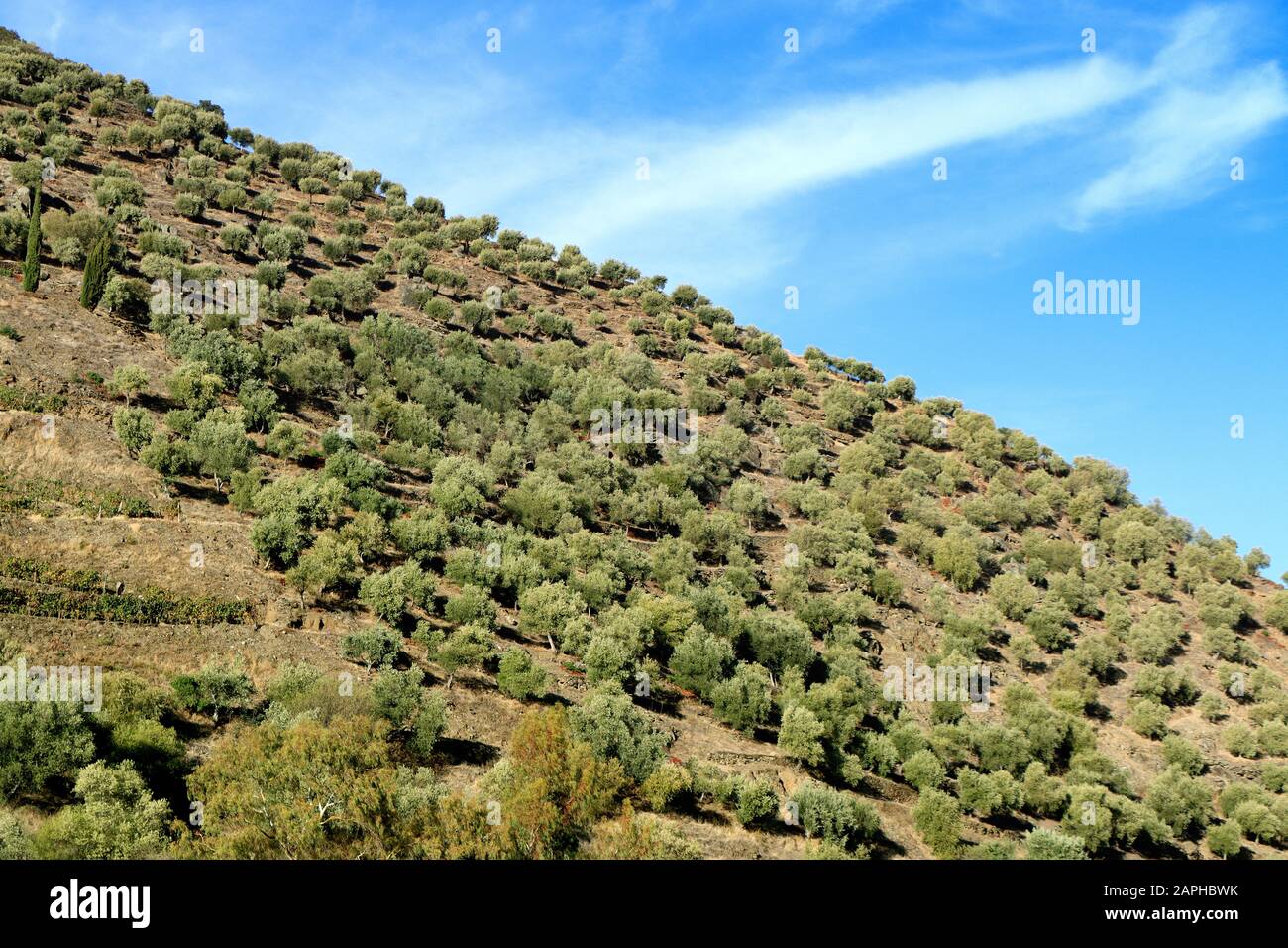 Big Green Olives On A Tree High Resolution Stock Photography and Images ...