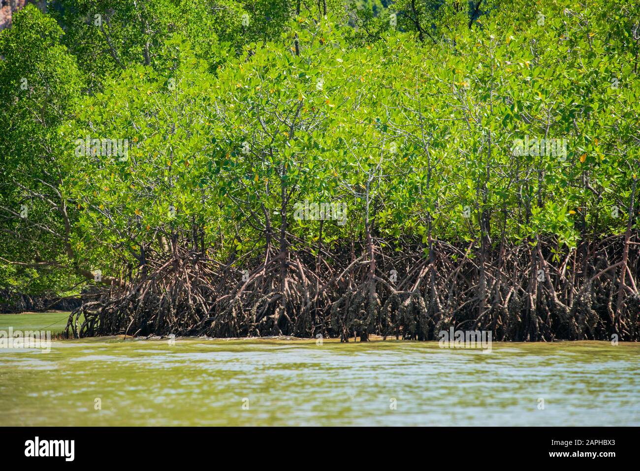 Mangrove trees along the sea, nature scenic, nobody Stock Photo - Alamy