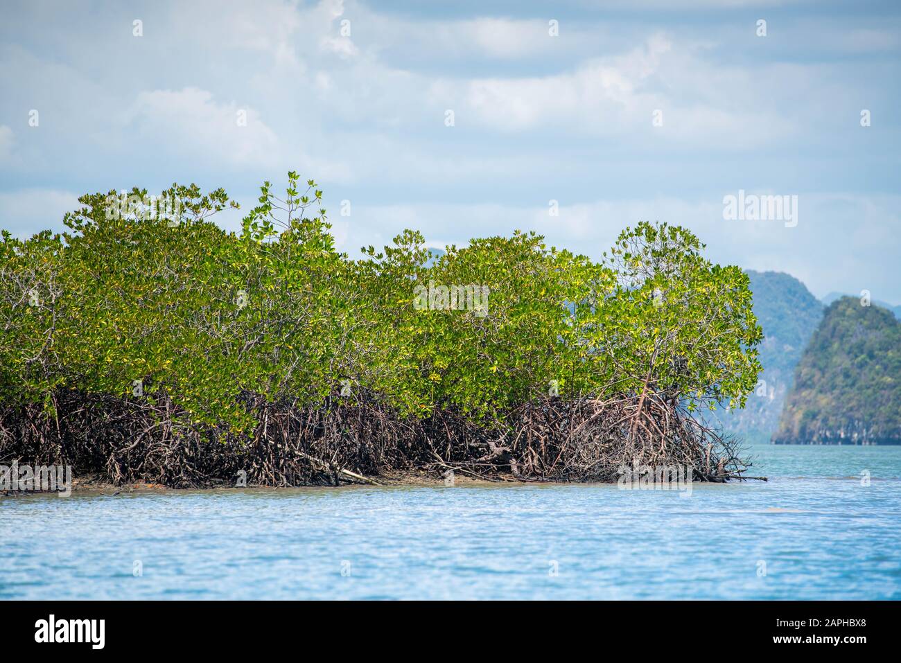Mangrove trees along sea hi-res stock photography and images - Alamy