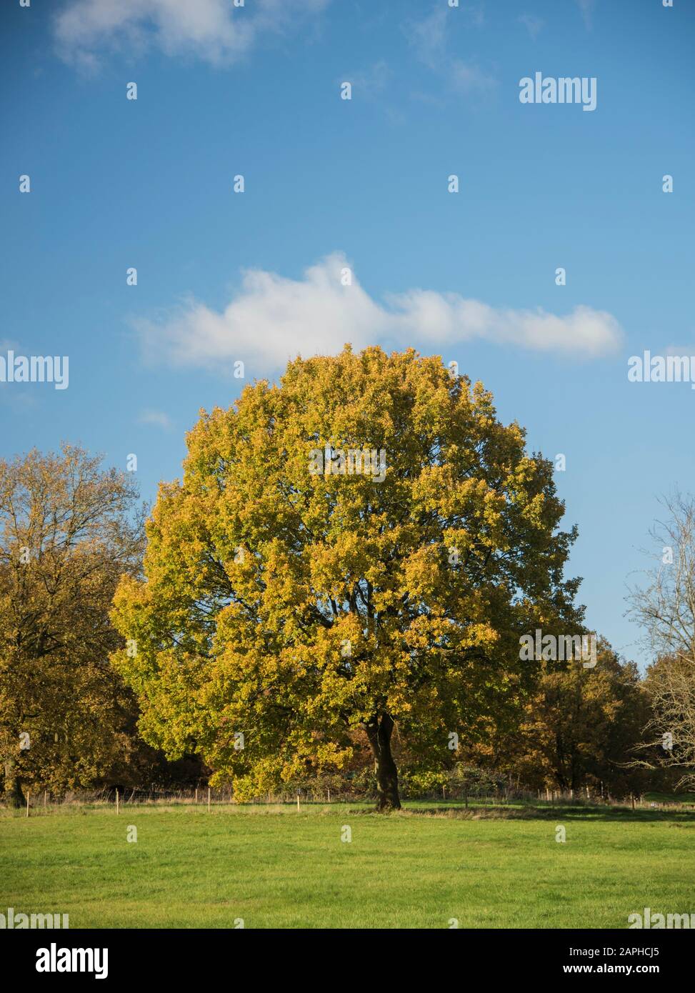 Autumn trees in full autumn colour on a bright sunny day in open ...