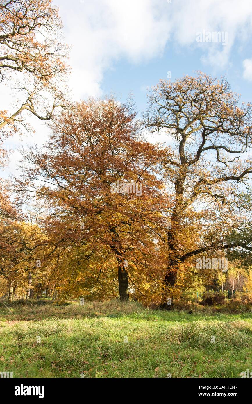 Autumn Trees Uk High Resolution Stock Photography And Images Alamy Autumn Trees Uk High Resolution Stock Photography And Images Alamy
