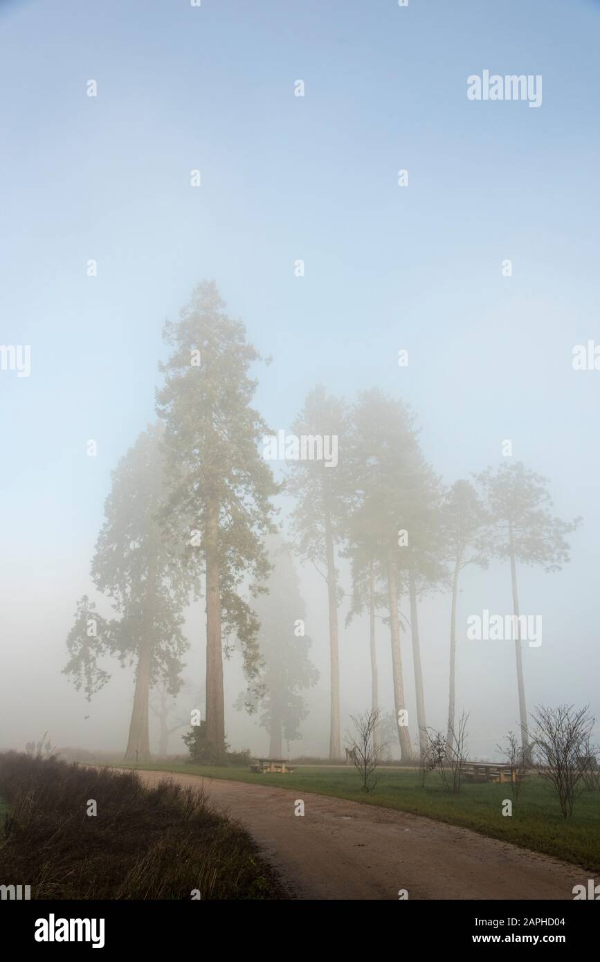 Giant dawn redwood Metasequoia gilptostrobides trees shrouded in autumn ...