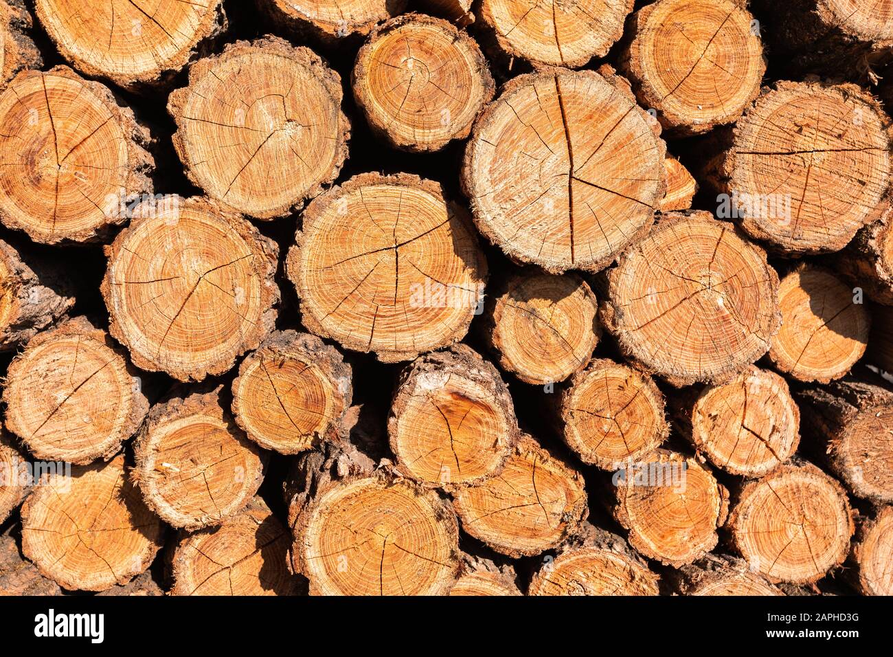 Wood cut texture background Stock Photo - Alamy