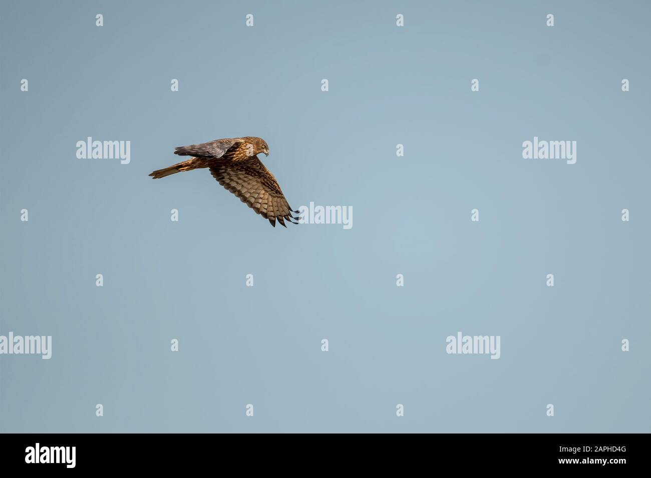 Eastern Marsh Harrier in Mai Po Nature Reserve, Hong Kong (Formal Name ...