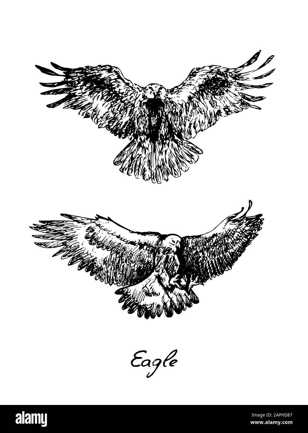 Wildlife Photographer Captures Shocking Moment Eagles Flying Off With