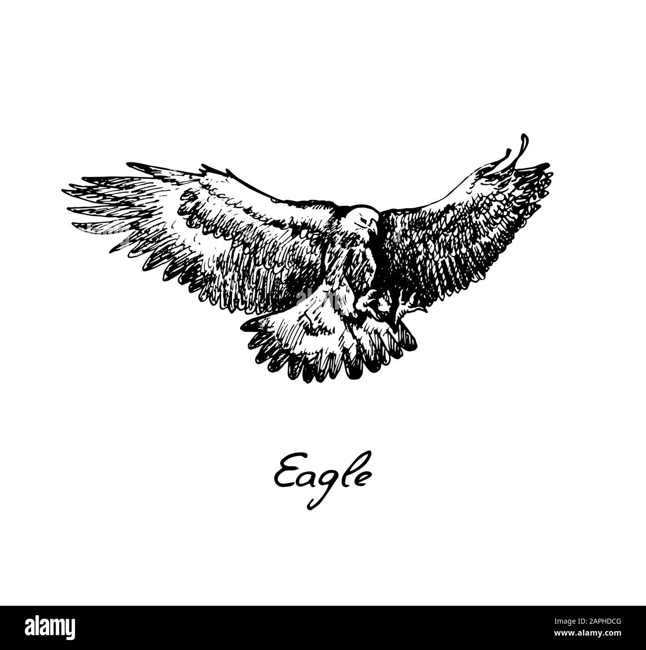 Drawn Eagle High Resolution Stock Photography and Images - Alamy