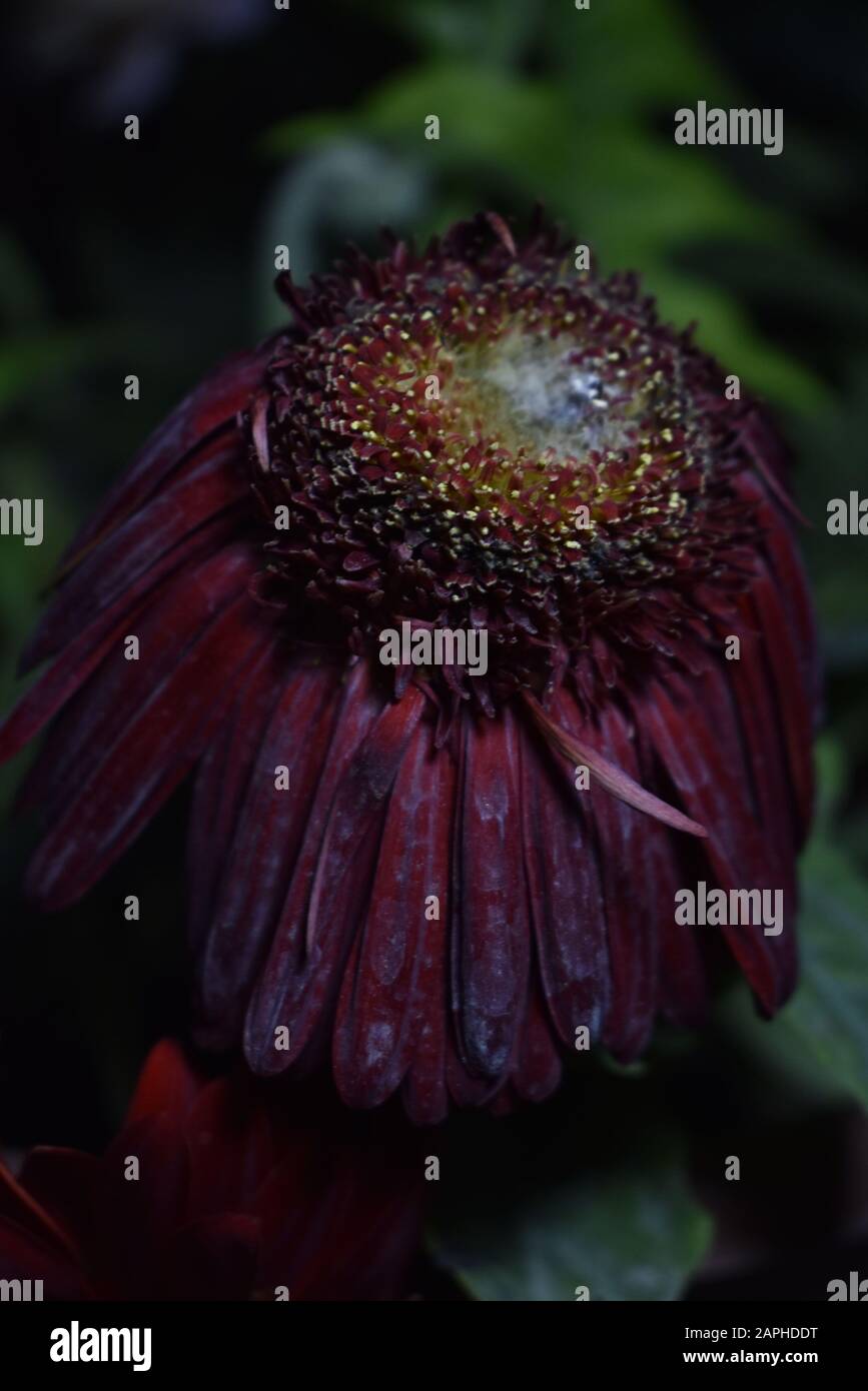 dying red gerbera flower in the night Stock Photo - Alamy