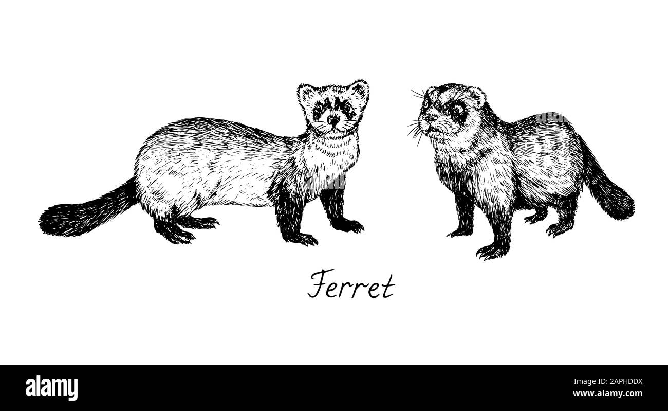 Ferret couple, side view, hand drawn doodle, drawing sketch in gravure ...