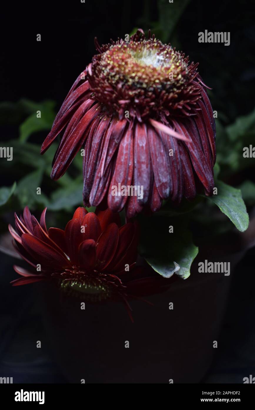 Dying gerbera flower hi-res stock photography and images - Alamy