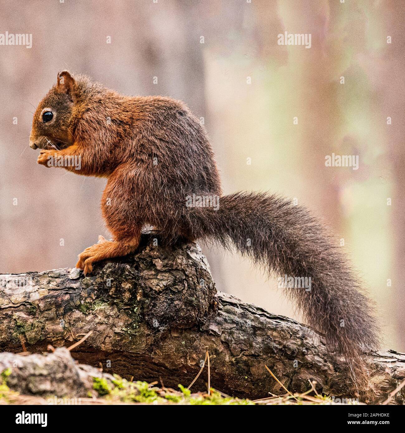 Sciurus vulgaris formby hi-res stock photography and images - Alamy
