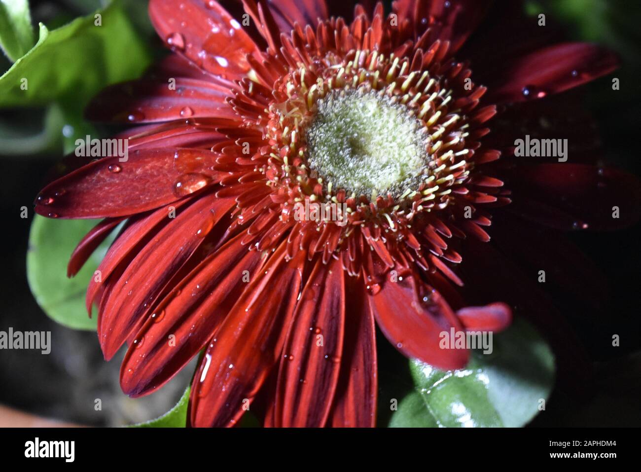 Dying gerbera flower hi-res stock photography and images - Alamy